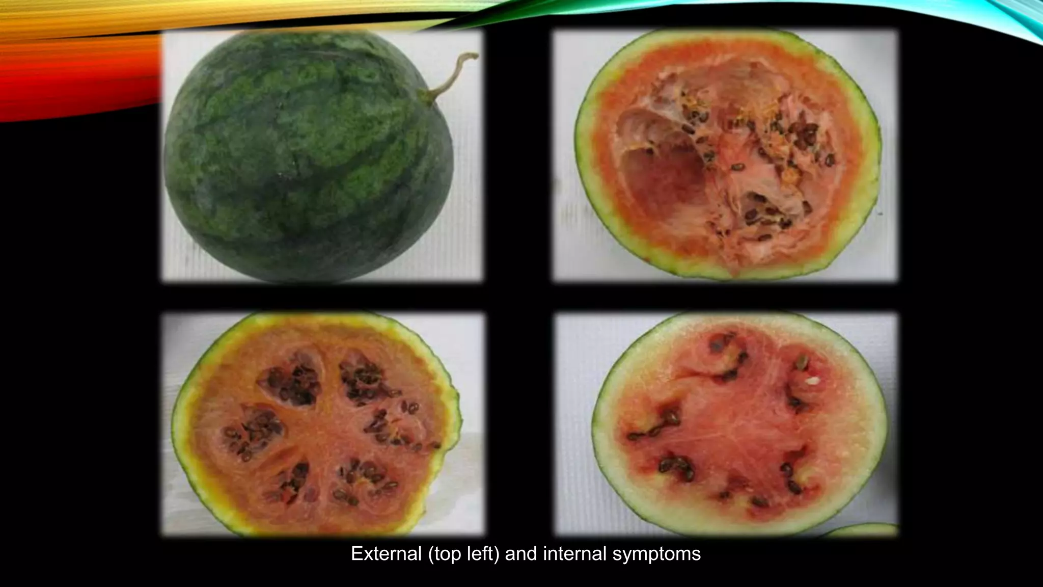 Diseases of watermelon | PPTX