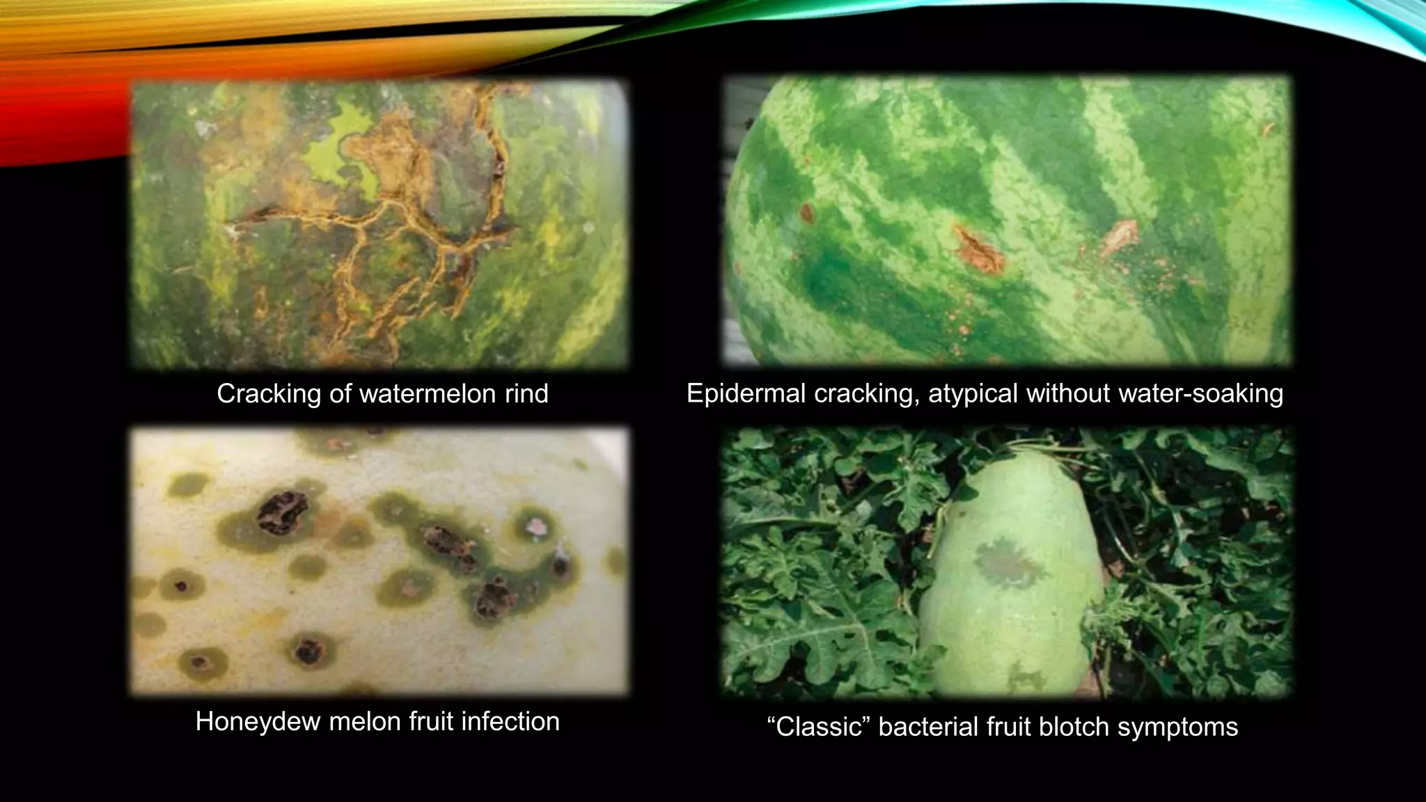 Diseases of watermelon | PPTX