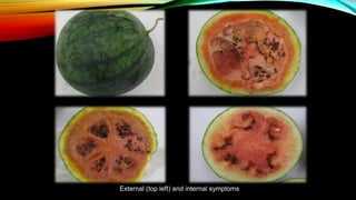 Diseases of watermelon | PPTX