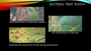 Diseases of watermelon | PPTX