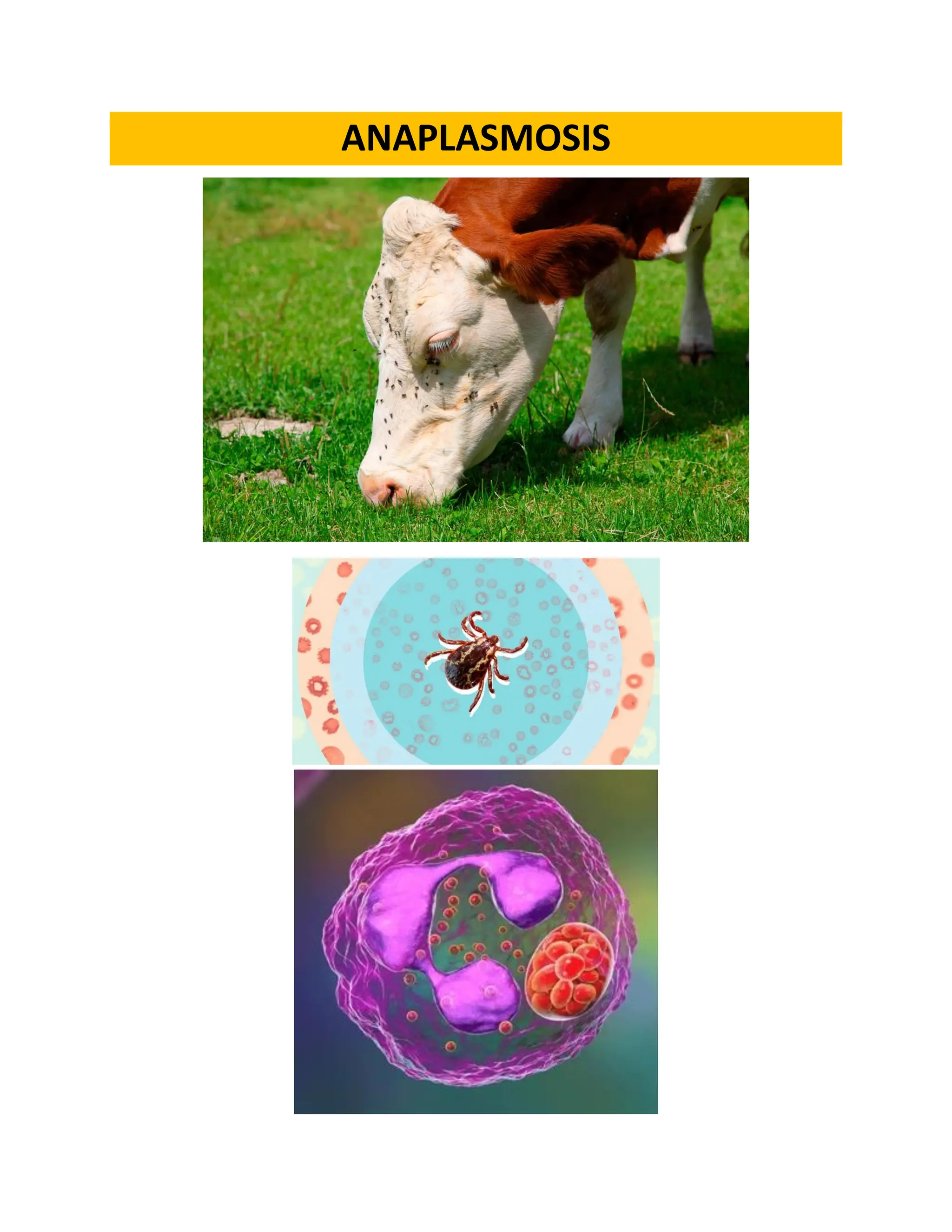 DISEASES INFECTIOUS PICTURES COWPOX .pdf