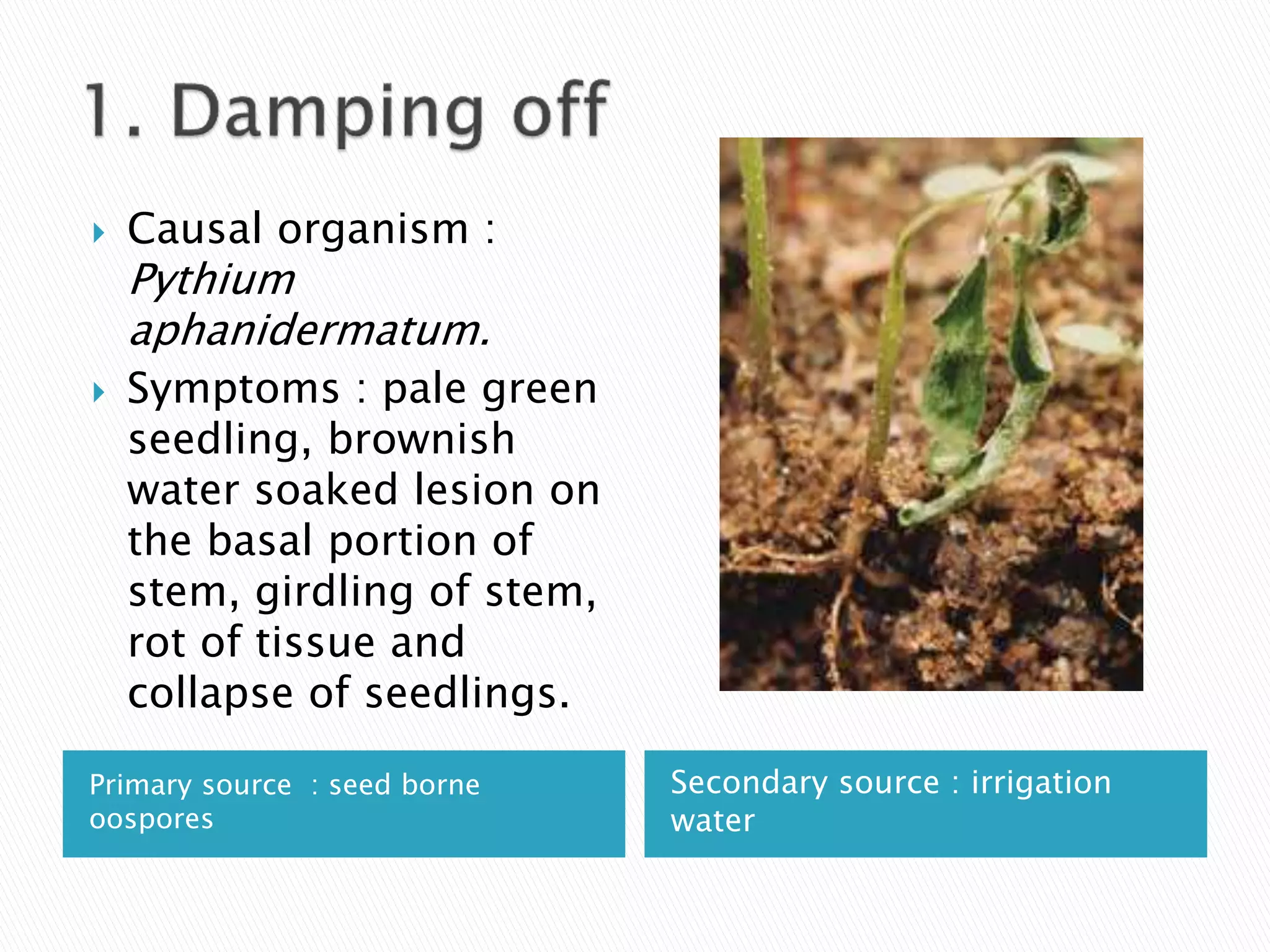 Diseases of Capsicum | PPTX