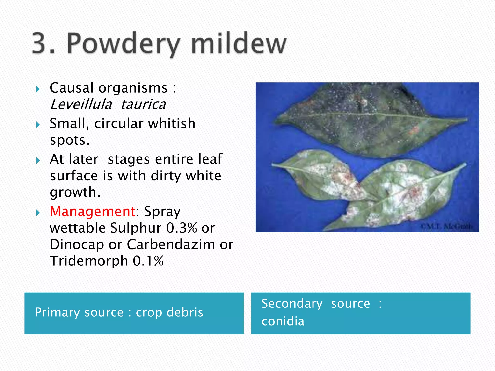 Diseases of Capsicum | PPTX