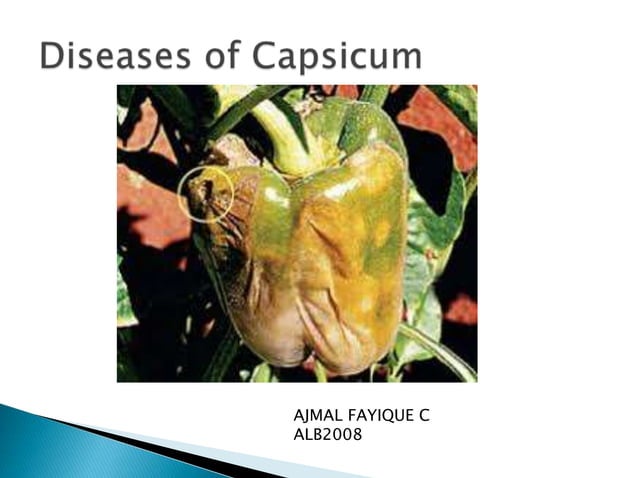 Diseases of Capsicum | PPTX | Gardening | Home & Garden