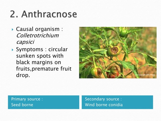 Diseases of Capsicum | PPTX | Gardening | Home & Garden
