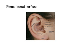 Anatomy-of-external-ear-pinna-canall.pdf
