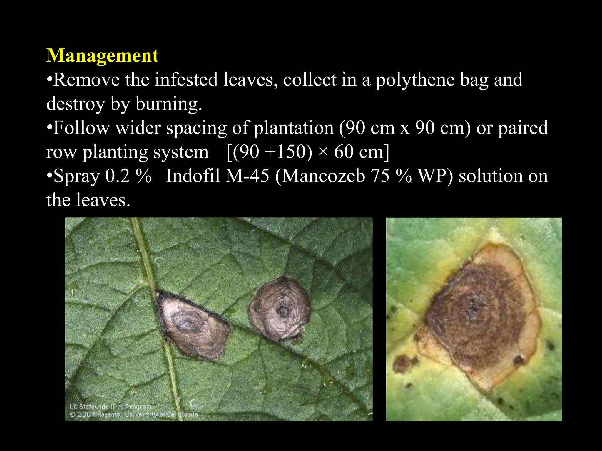 Diseases-of-Mulberry.pptx pathology agri | PPTX