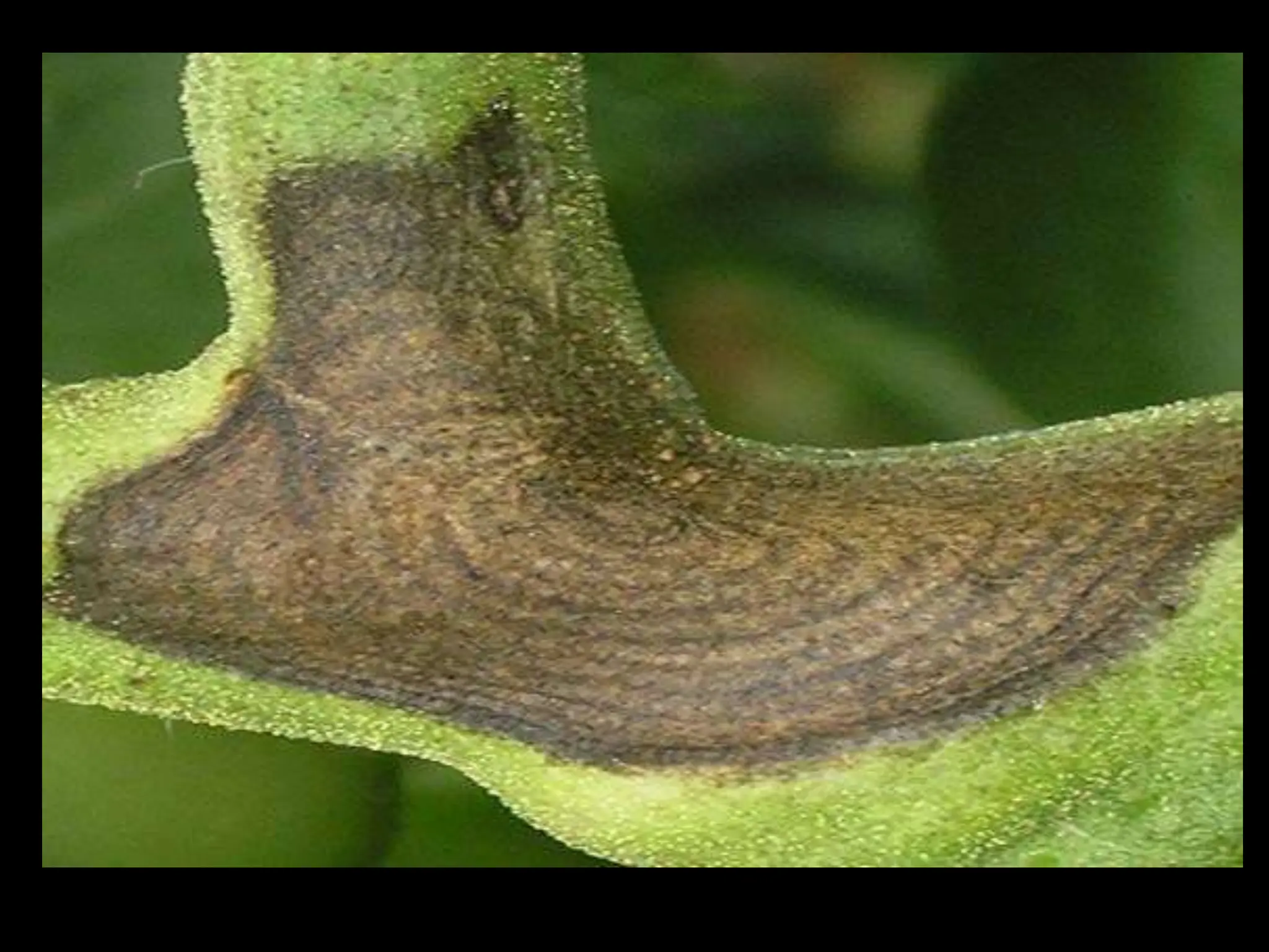 Diseases-of-Mulberry.pptx pathology agri | PPTX