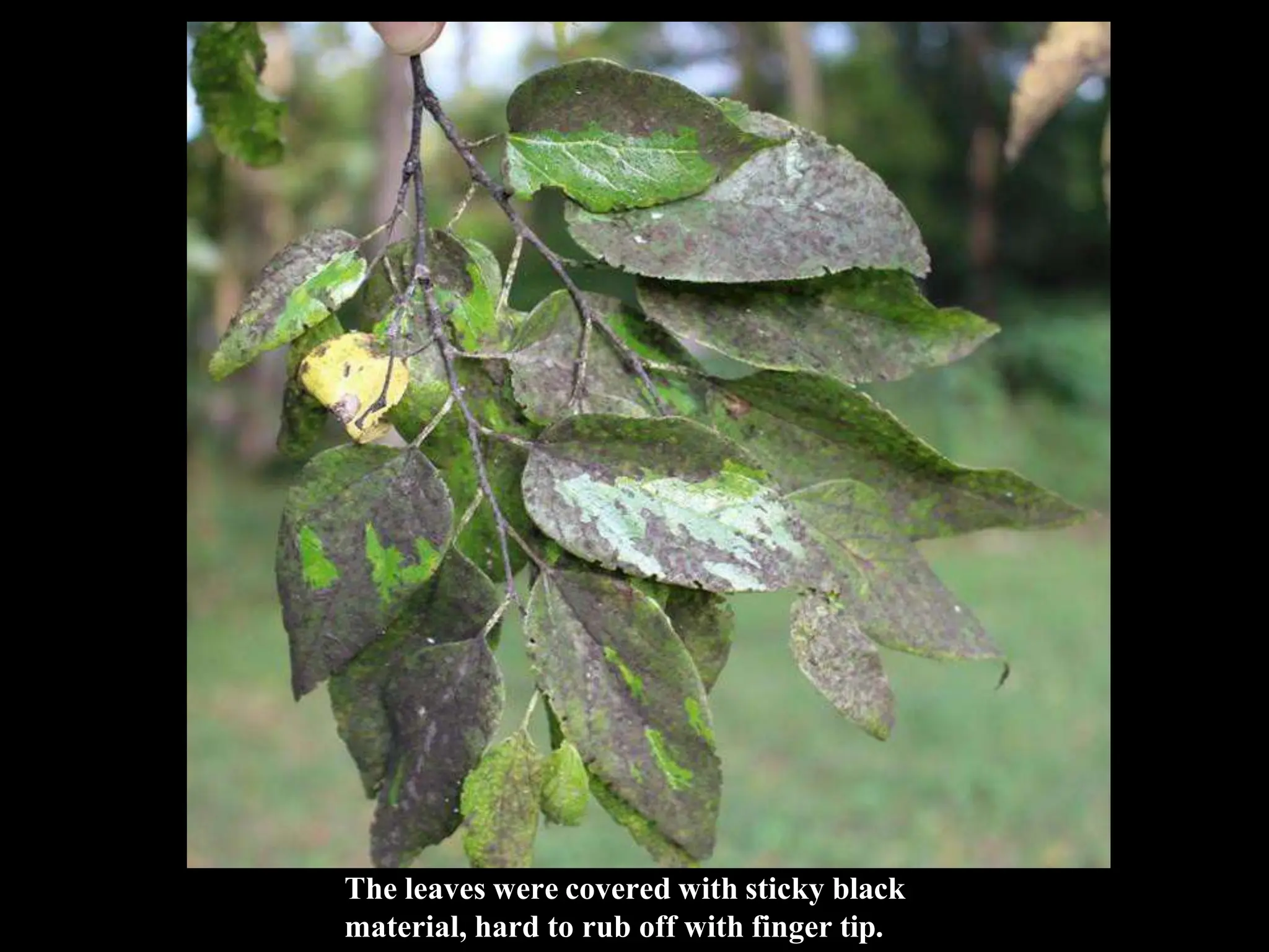 Diseases-of-Mulberry.pptx pathology agri | PPTX