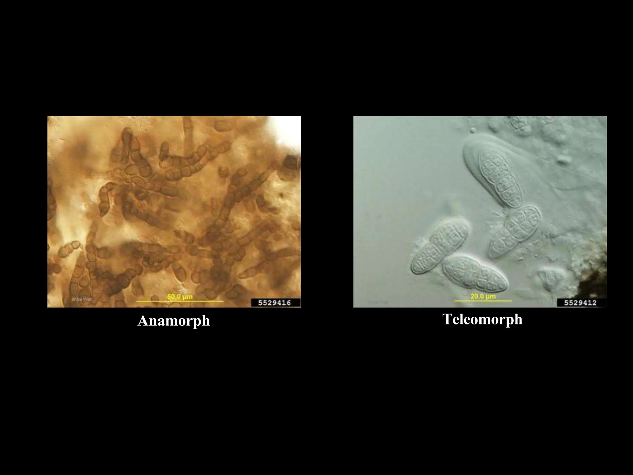 Diseases-of-Mulberry.pptx pathology agri | PPTX