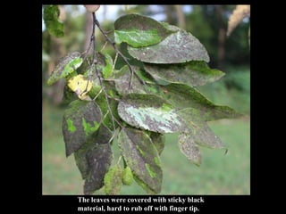 Diseases-of-Mulberry.pptx pathology agri | PPTX