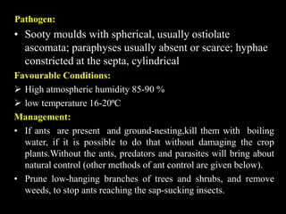 Diseases-of-Mulberry.pptx pathology agri | PPTX