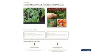 Diseases-of-Tomato-Symptoms-Causes-and-Management.pptx