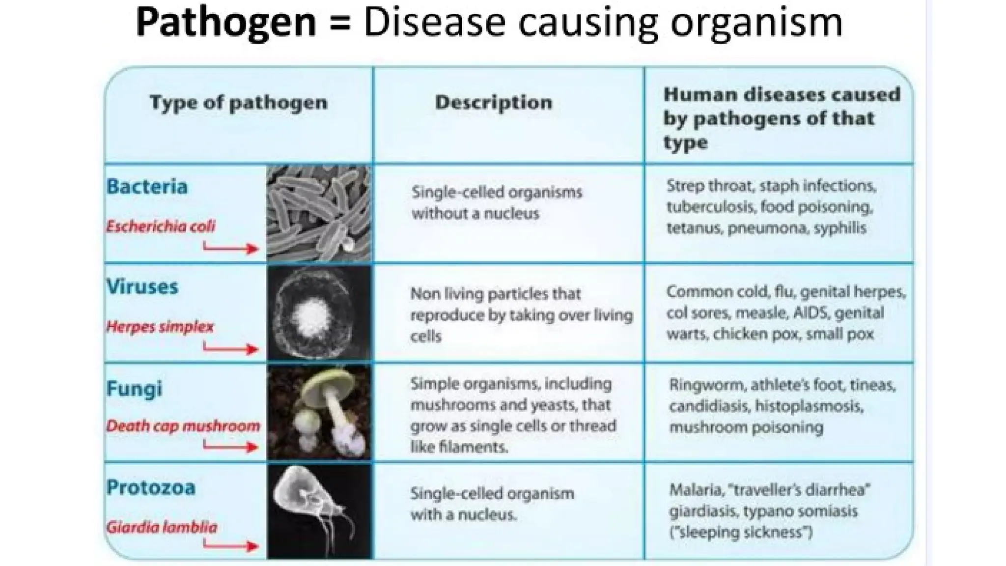 DISEASES and IMMUNITY of igcse biology program | PPTX