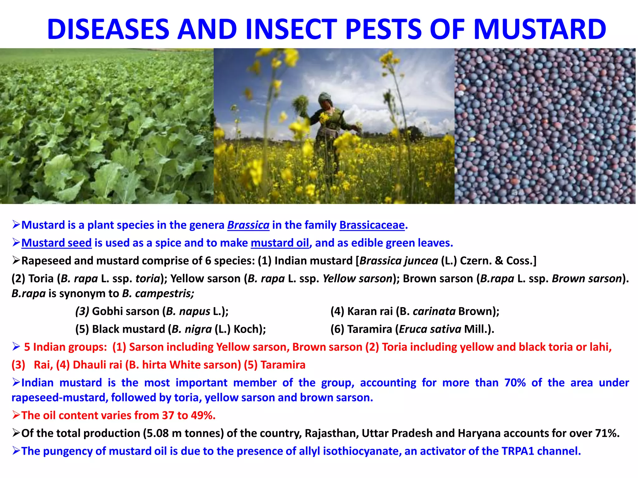 DISEASES AND INSECT PESTS OF MUSTARD.pptx