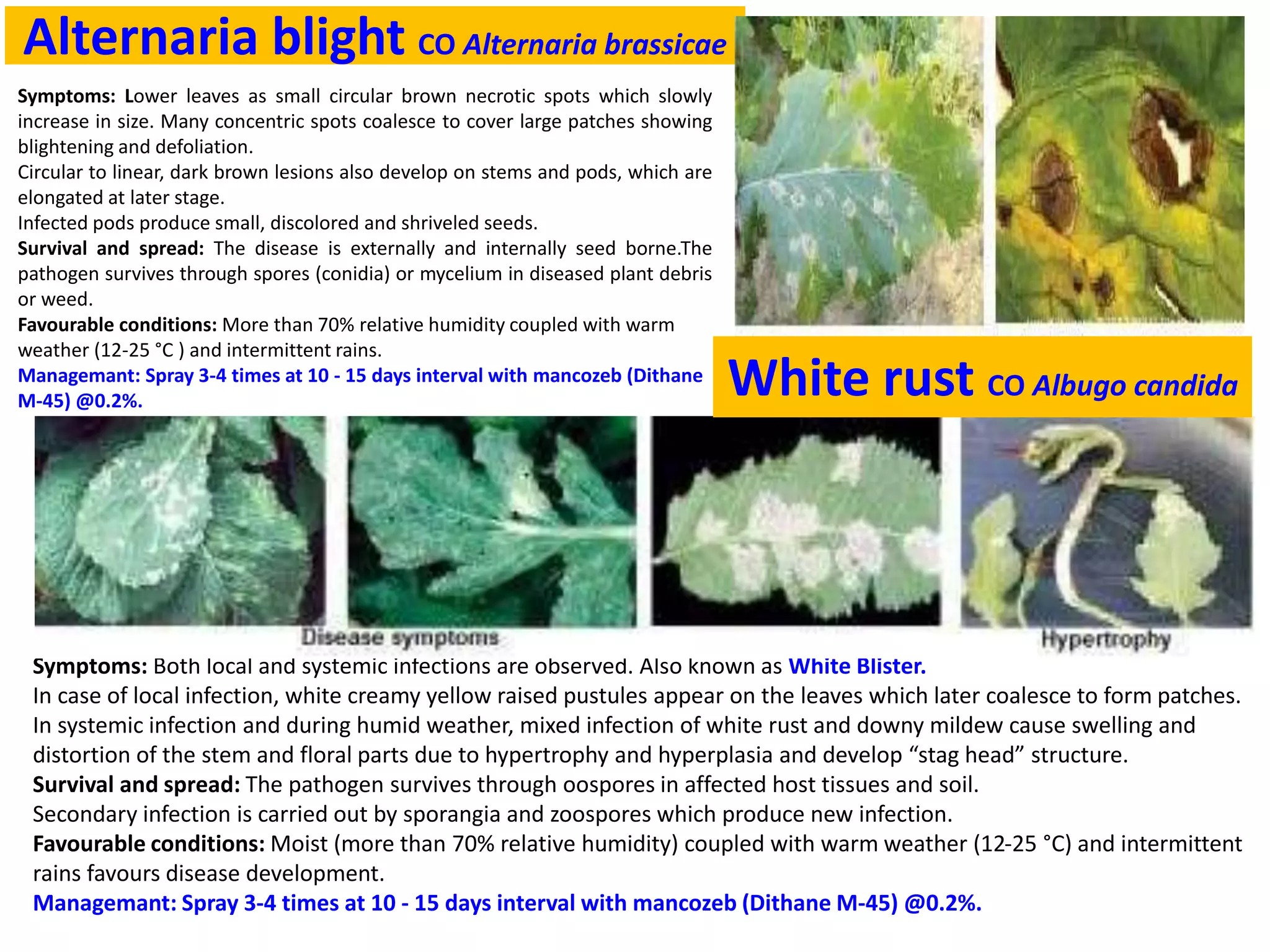 DISEASES AND INSECT PESTS OF MUSTARD.pptx
