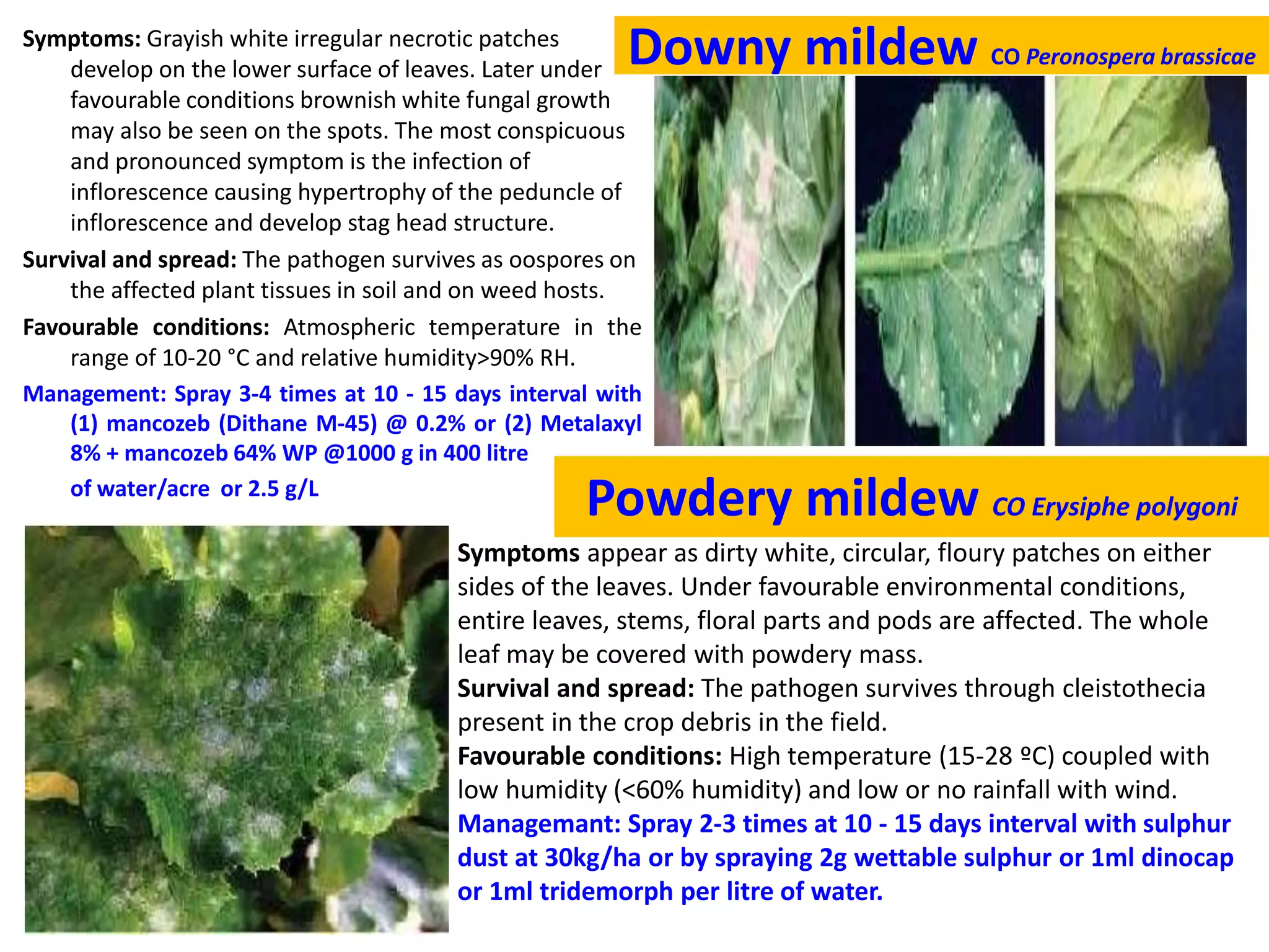DISEASES AND INSECT PESTS OF MUSTARD.pptx