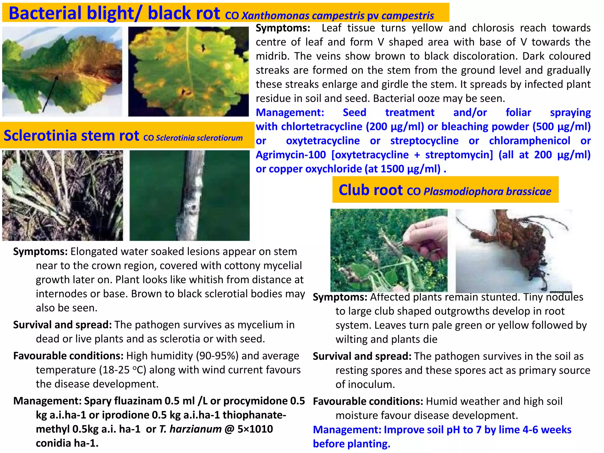 DISEASES AND INSECT PESTS OF MUSTARD.pptx
