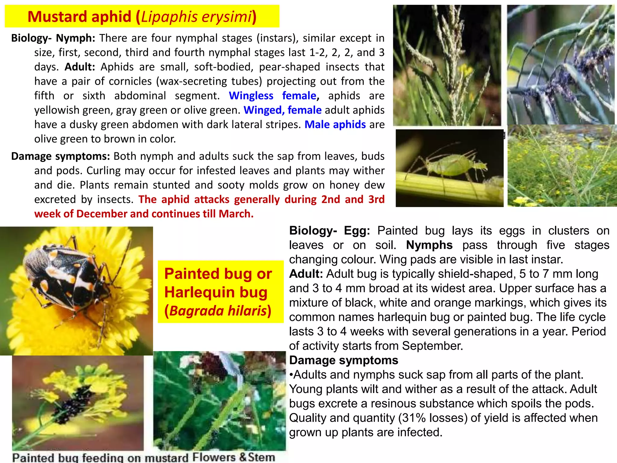 DISEASES AND INSECT PESTS OF MUSTARD.pptx