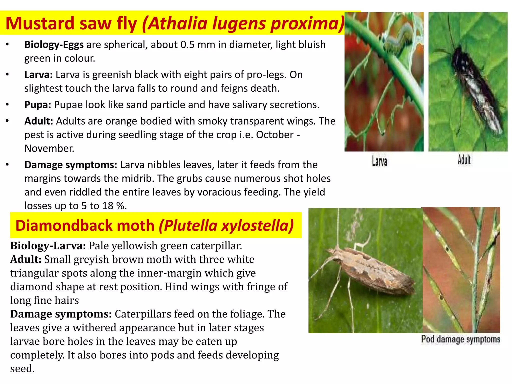 DISEASES AND INSECT PESTS OF MUSTARD.pptx