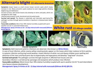DISEASES AND INSECT PESTS OF MUSTARD.pptx