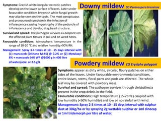 DISEASES AND INSECT PESTS OF MUSTARD.pptx