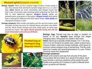 DISEASES AND INSECT PESTS OF MUSTARD.pptx