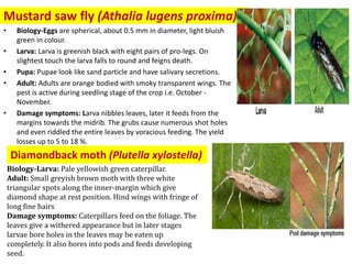 DISEASES AND INSECT PESTS OF MUSTARD.pptx