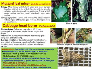 DISEASES AND INSECT PESTS OF MUSTARD.pptx