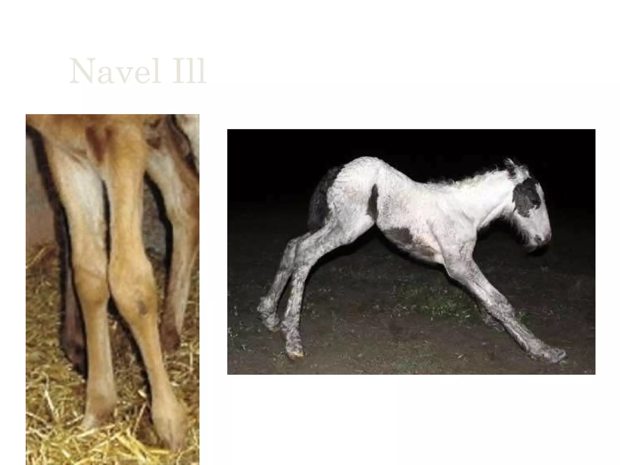 Diseases and parasites of horses | PPT