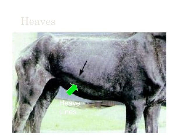 Diseases and parasites of horses | PPT