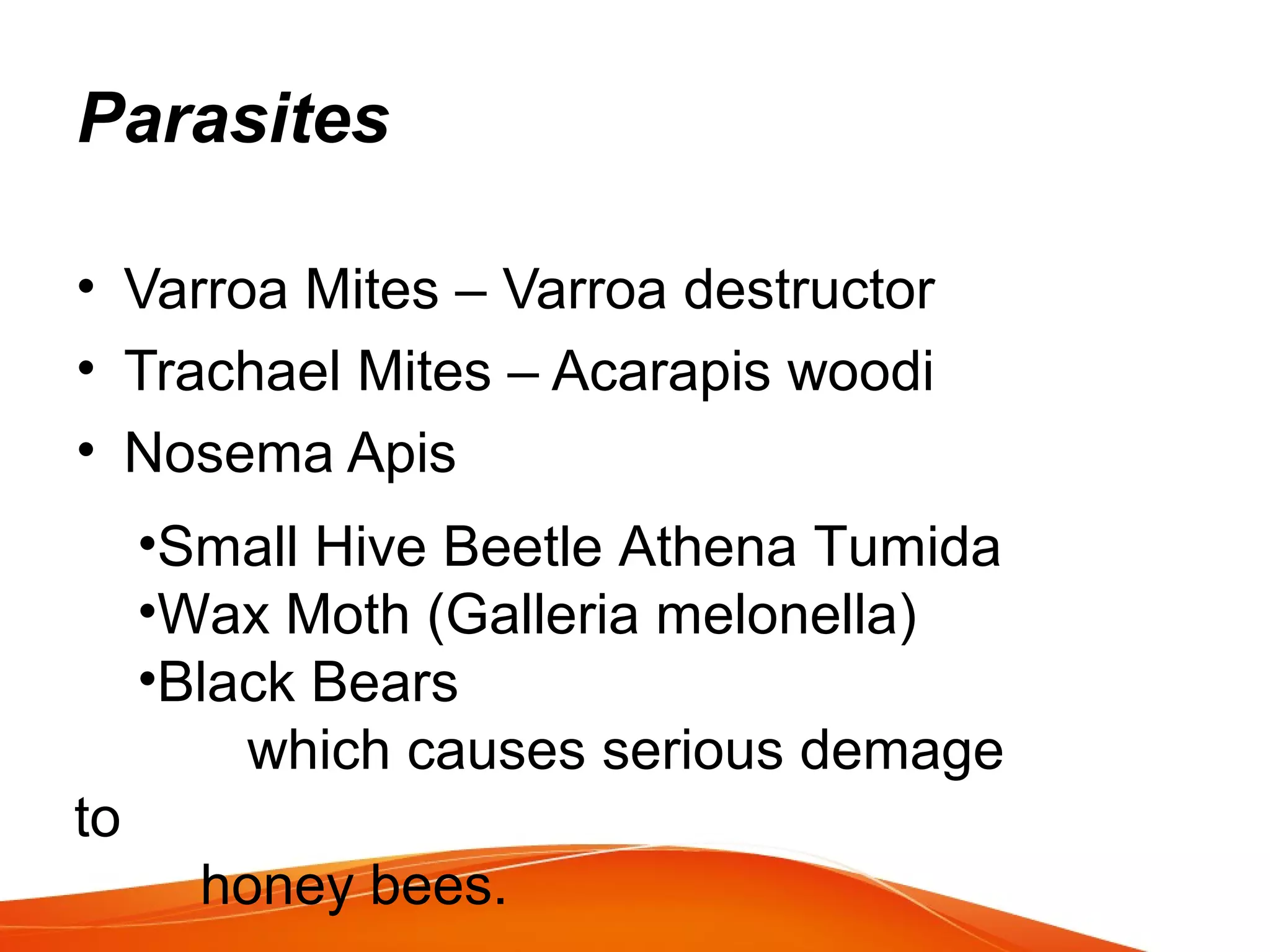 Diseases and pest of honey bees | PPT