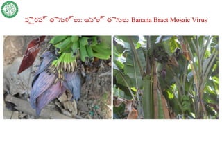 Diseases and Pests of banana with IPM .ppt