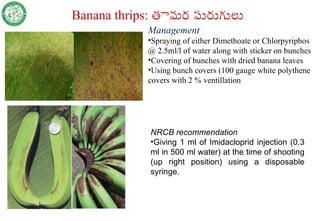 Diseases and Pests of banana with IPM .ppt