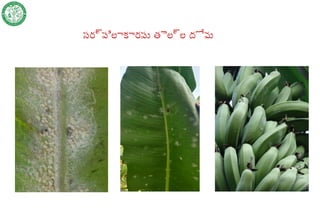 Diseases and Pests of banana with IPM .ppt