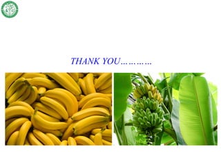 Diseases and Pests of banana with IPM .ppt