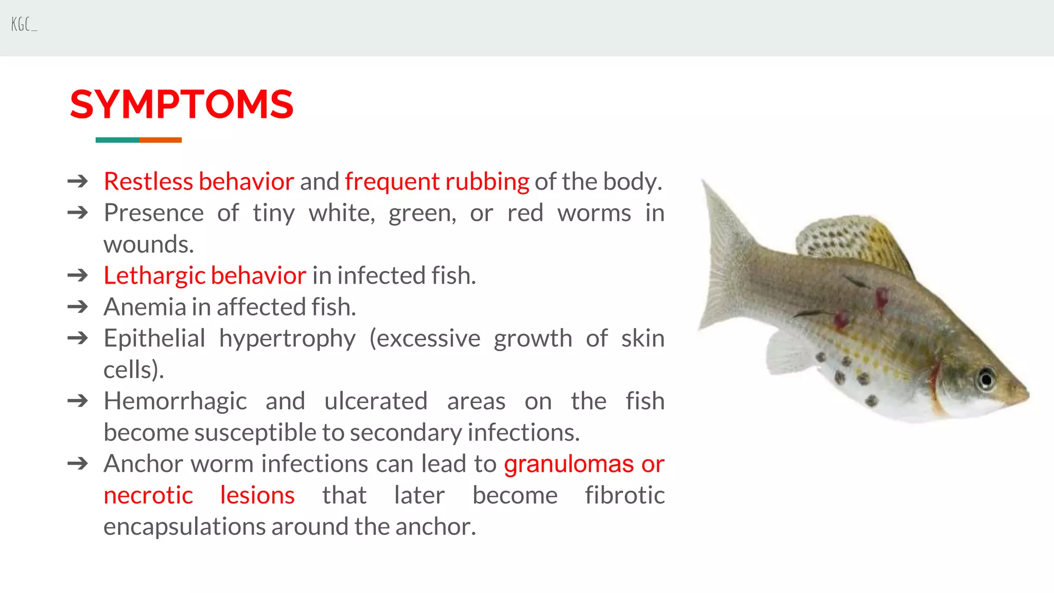 Disease in fish(caused by Crustaceans).pptx