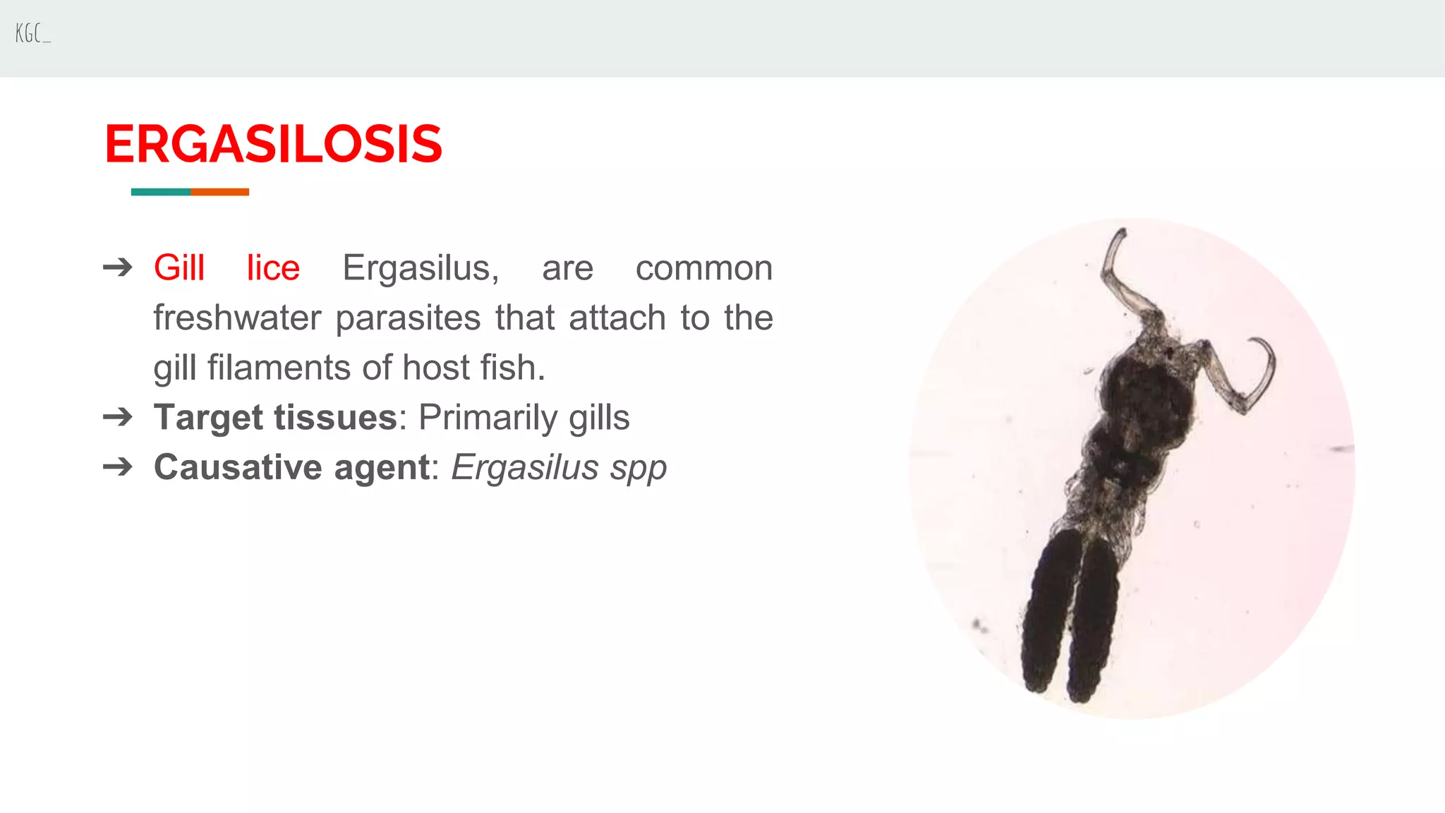 Disease in fish(caused by Crustaceans).pptx