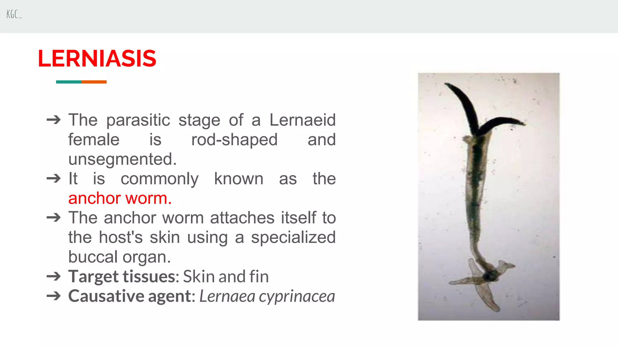 Disease in fish(caused by Crustaceans).pptx