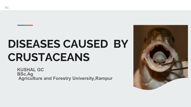 Disease in fish(caused by Crustaceans).pptx | Fish and Aquariums | Pets