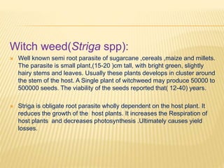 Diseases caused by parasitic higher plants | PPTX