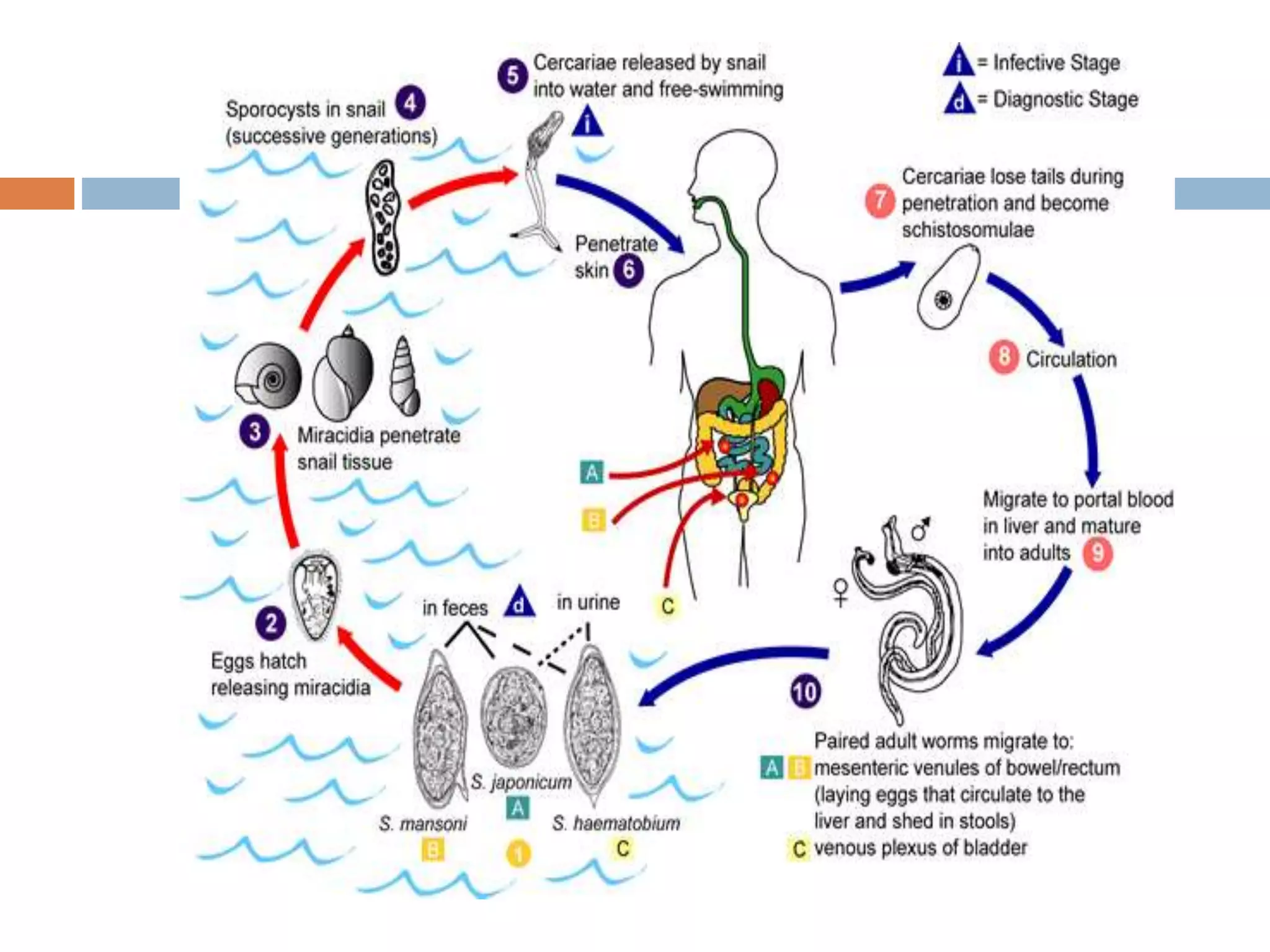 Diseases caused by worms and parasites | PPTX | Skin and Dermatology ...