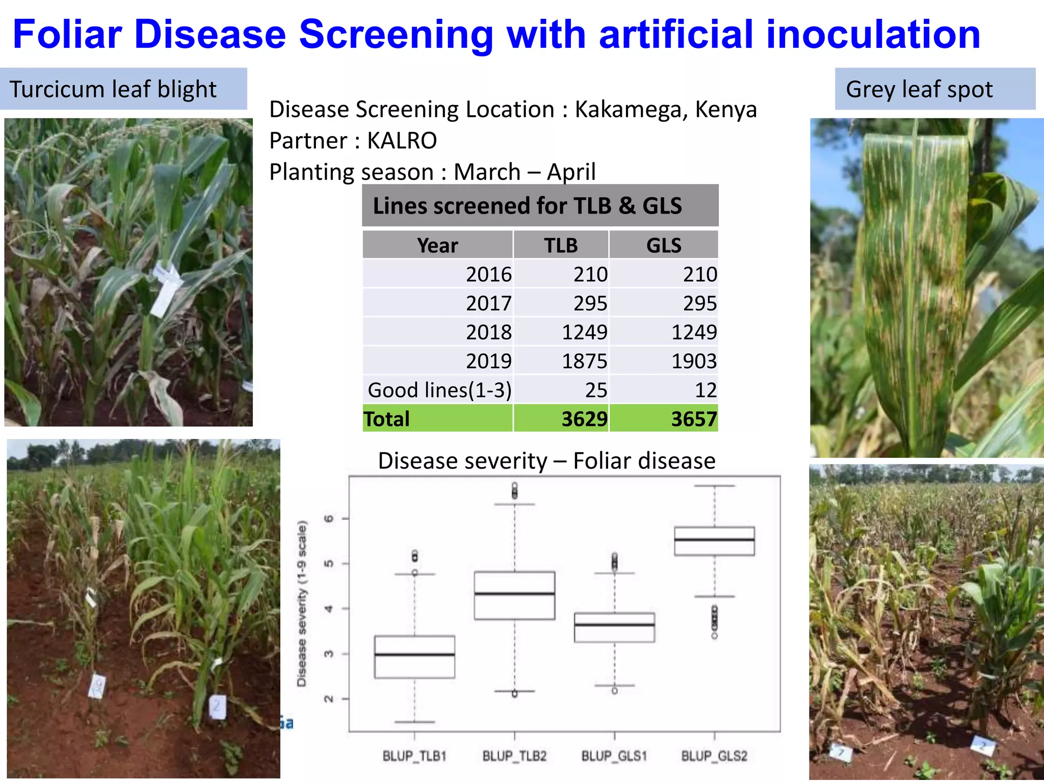 Disease screening in Maize | PPTX
