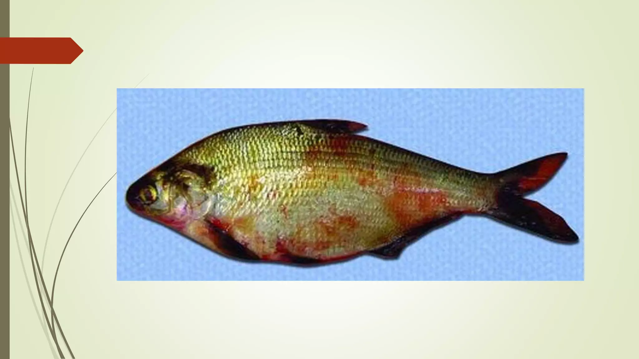 Viral diseases: finfishes. | PPTX