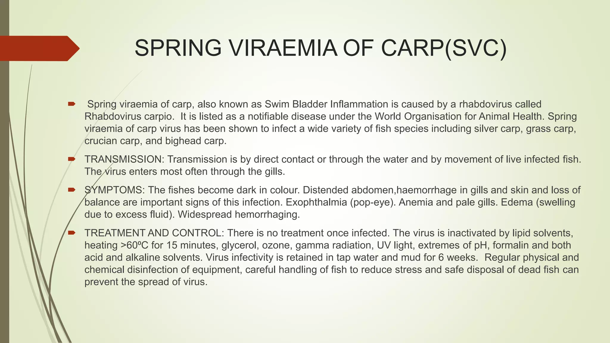 Viral diseases: finfishes. | PPTX