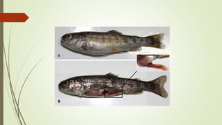 Viral diseases: finfishes. | PPTX