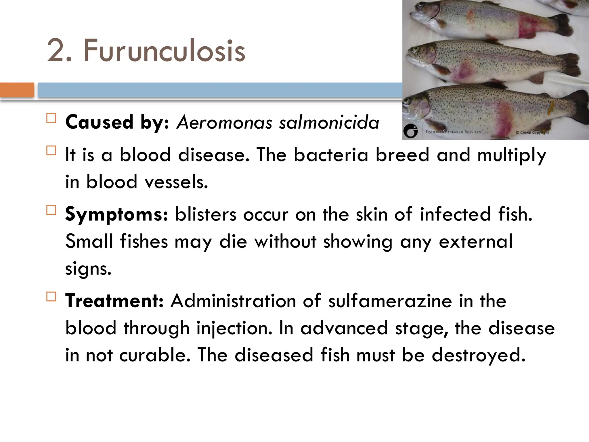 Fish Diseases and remedial measures.pptx