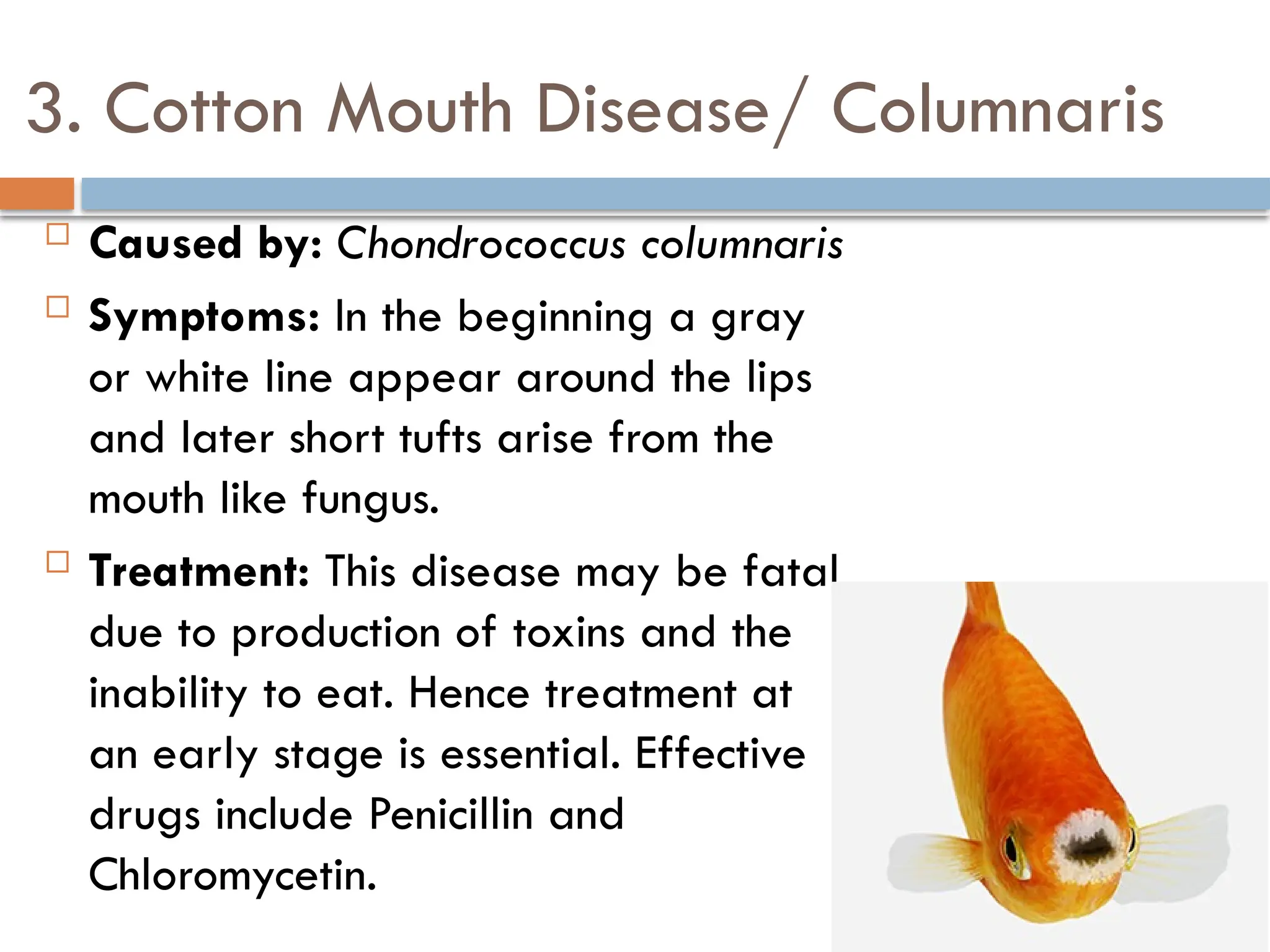Fish Diseases and remedial measures.pptx