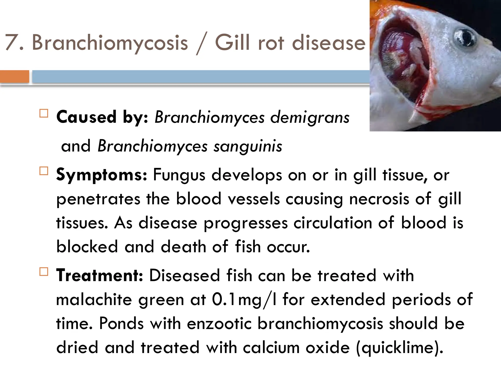 Fish Diseases and remedial measures.pptx