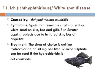 Fish Diseases and remedial measures.pptx